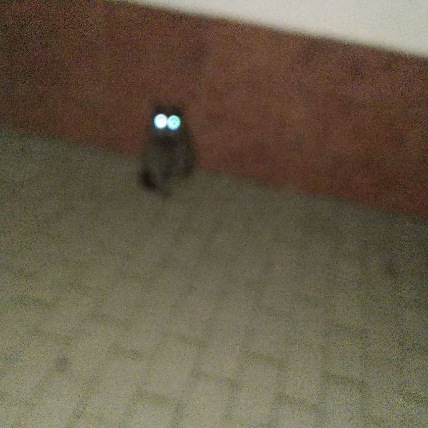Котик И тень от теней