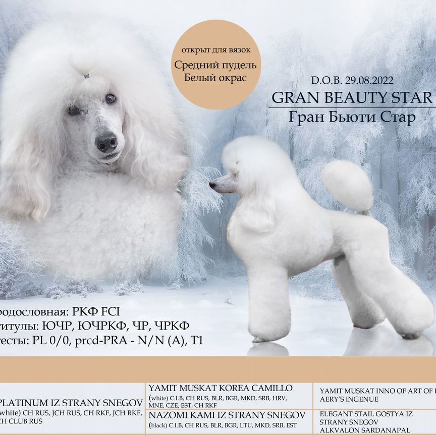 Пудель, вязка