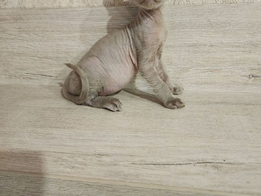 Девон рекс лиловый