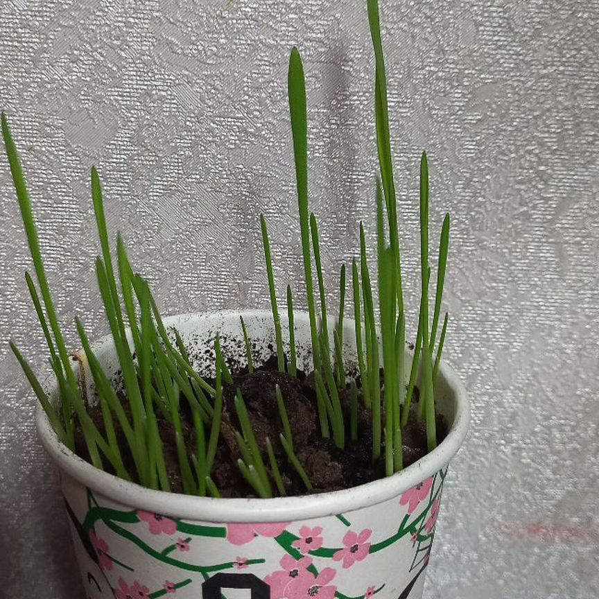 Трава для кошек