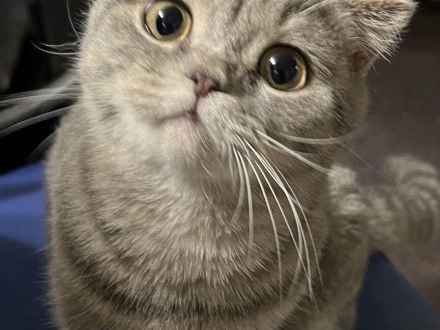 Шотландский кот в добрые руки
