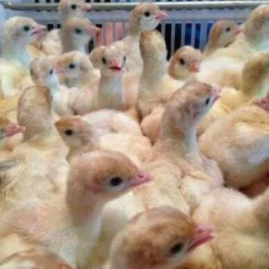 Цыплята лаун браун