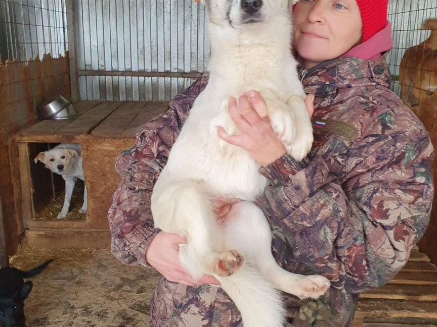 Собака в добрые руки