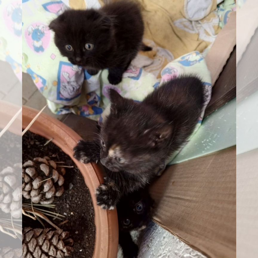 Британские вислоухие котята