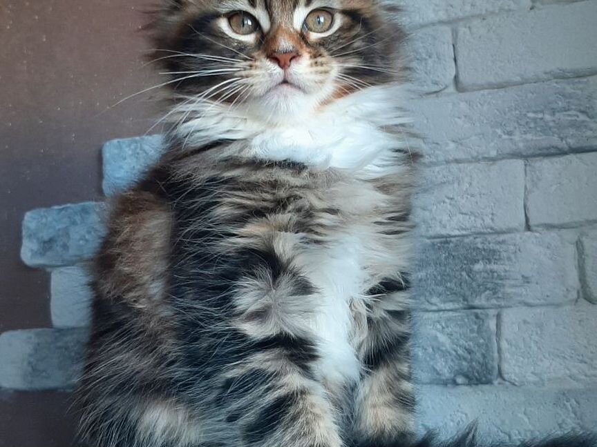 Котята мейн-кун с документам