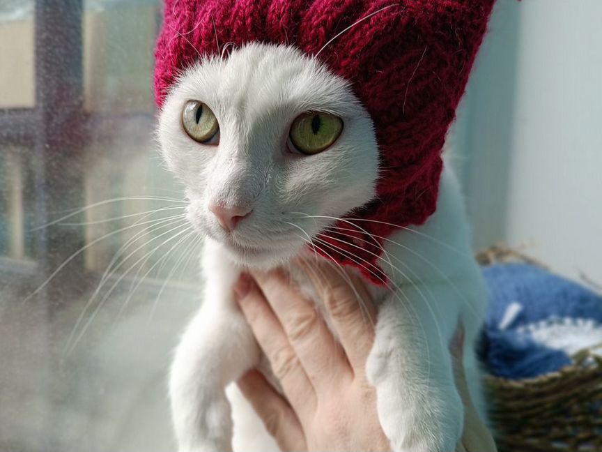 Шапка для собак и кошек