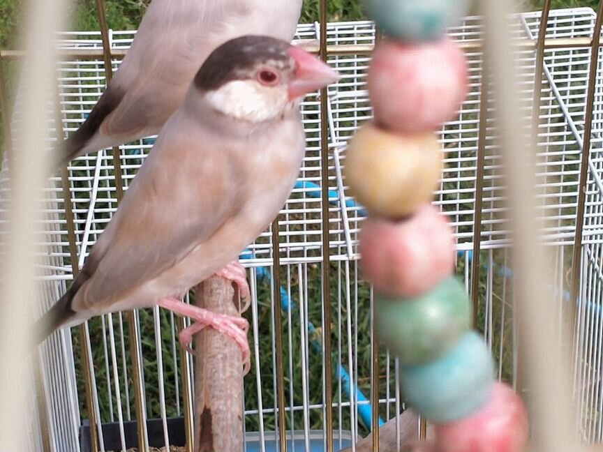 Рисовые амадины