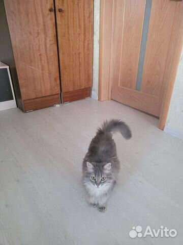 Сима ищет дом