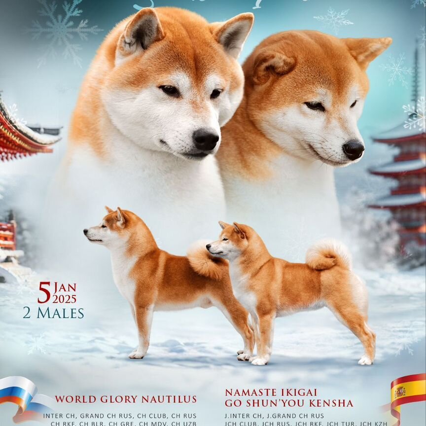 Щенки сиба ину