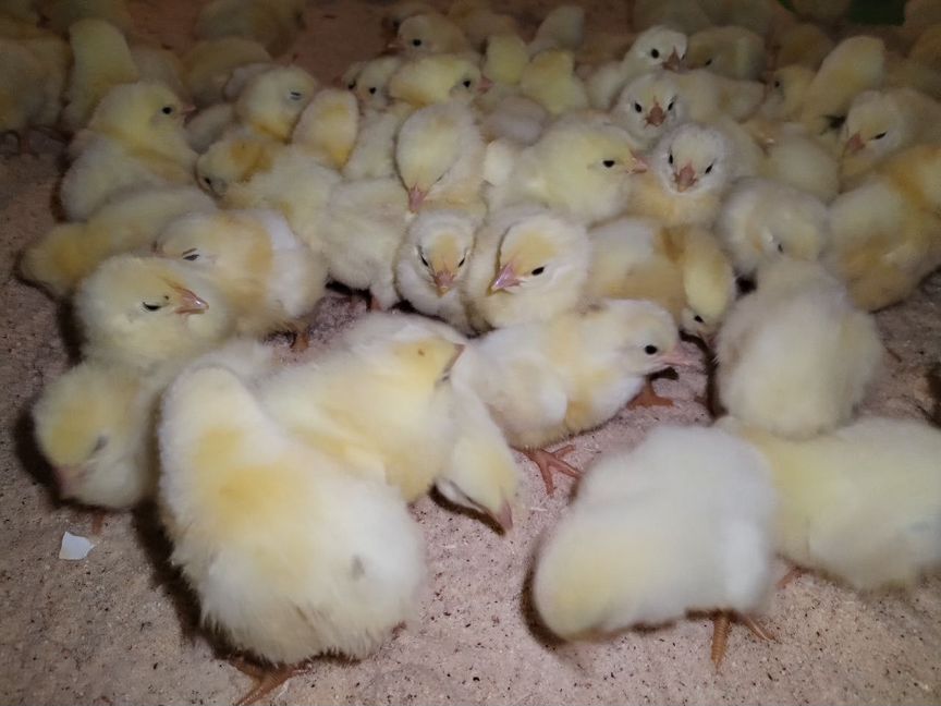 Цыплята бройлеры суточные с доставкой