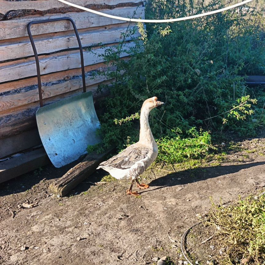 Гуси Холмогоры