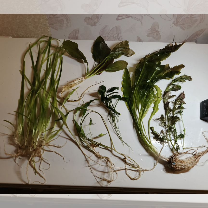 Аквариумные растения (прополка). Бронь