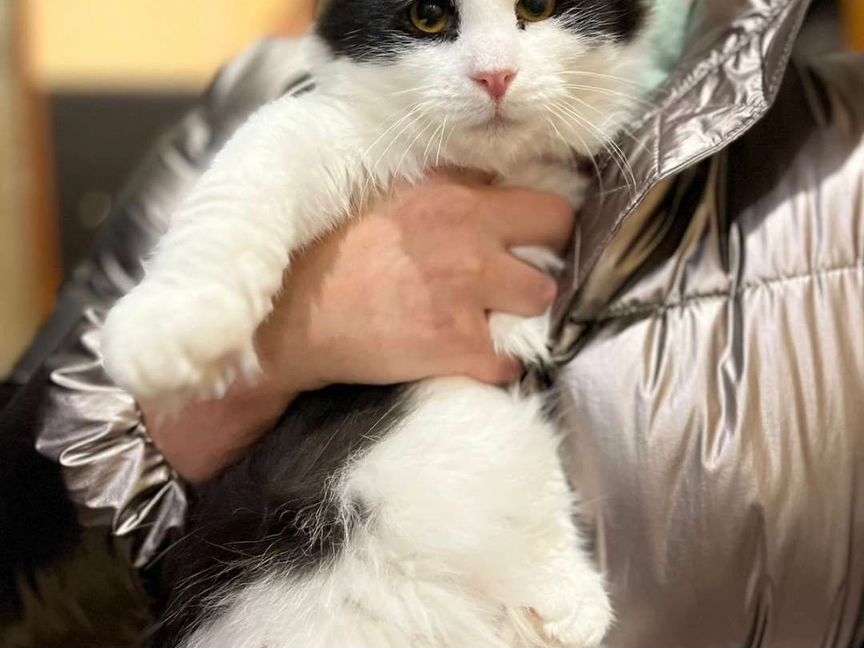 Котенок Руди 4 мес