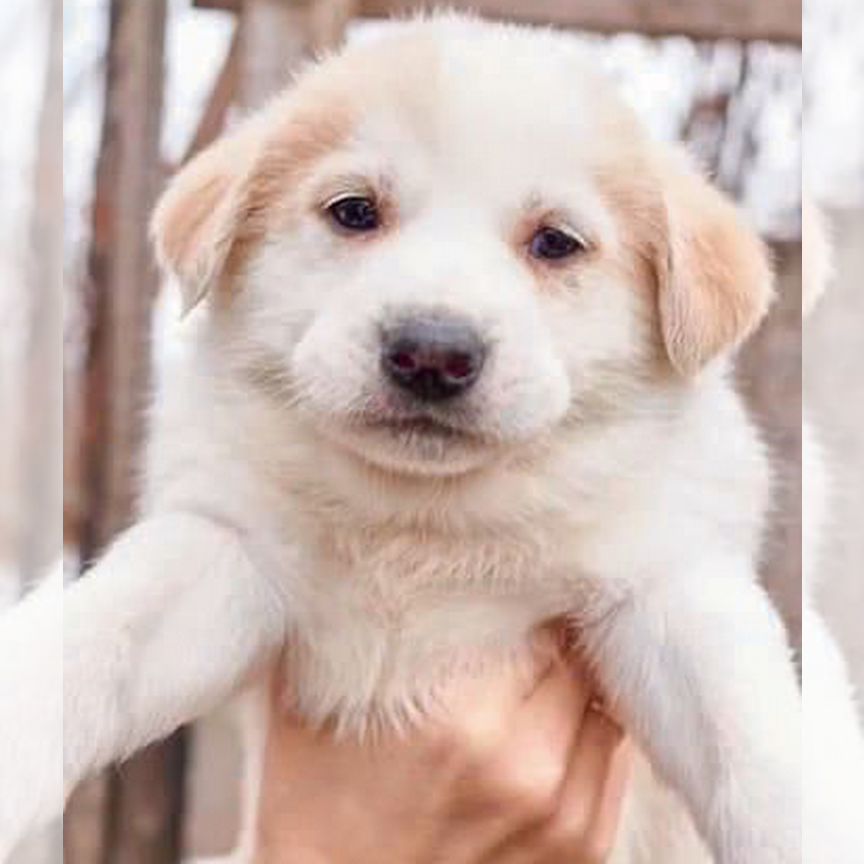 Милашный Зефирчик