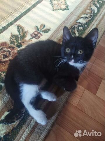 Котенок