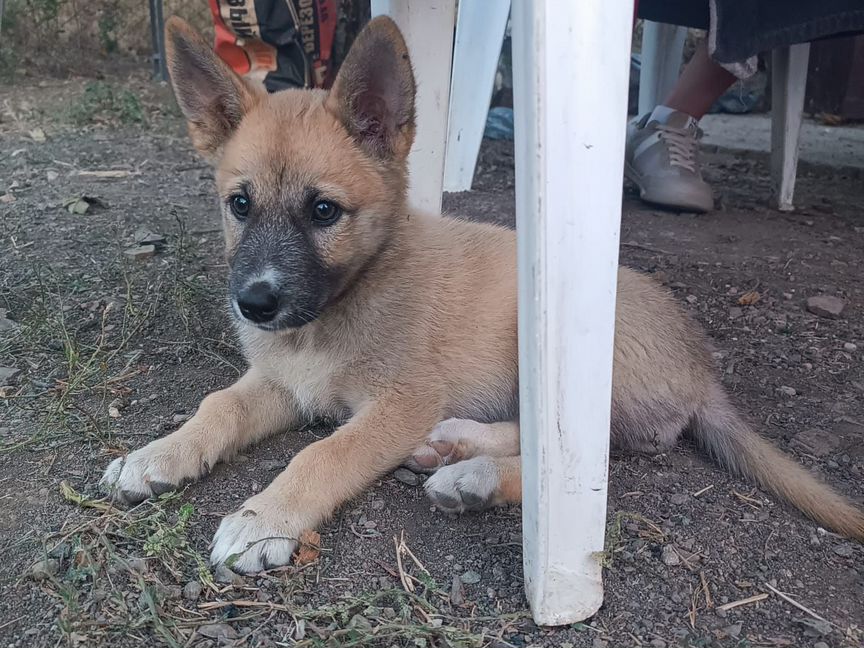Собаки щенок девочка, полухаски