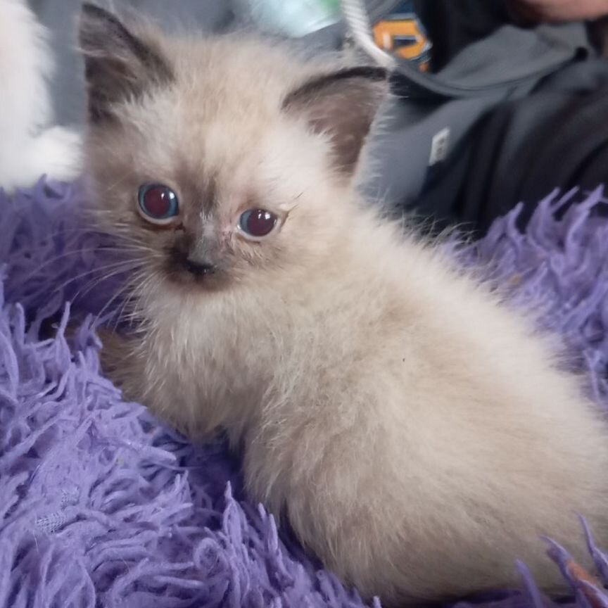 Сиамский котёнок