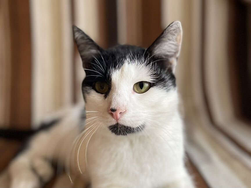 Котик Петрович черно-белый в дар