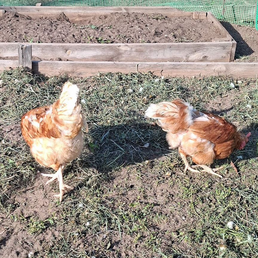 Куры несушки продам