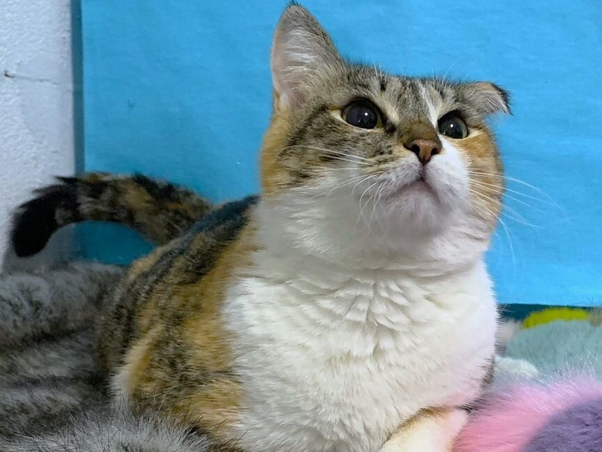 Яркая звёздочка Ириска