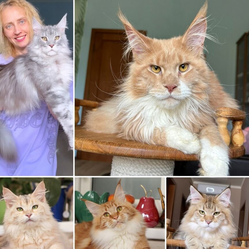 Мейн кун в золотом и серебряном окрасе