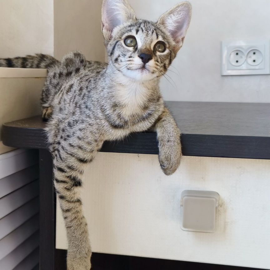 Саванна ф2 " Всё включено "