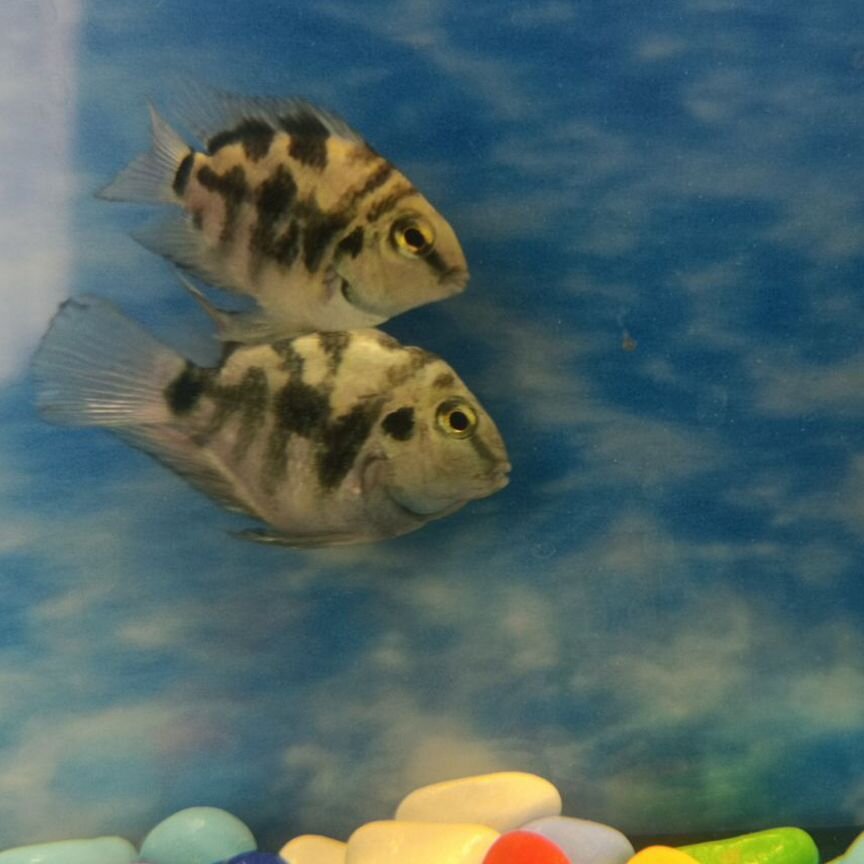 Рыбка сапфировый попугай