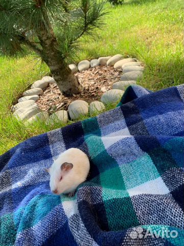 Морская свинка