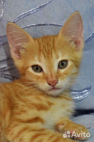 Узкоглазый рыжик ищет семью