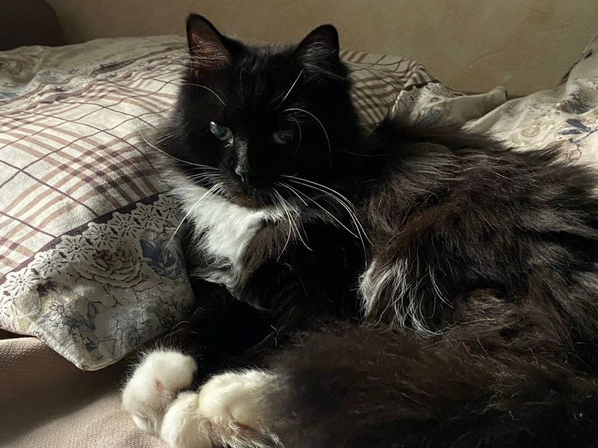 Кошка с улицы