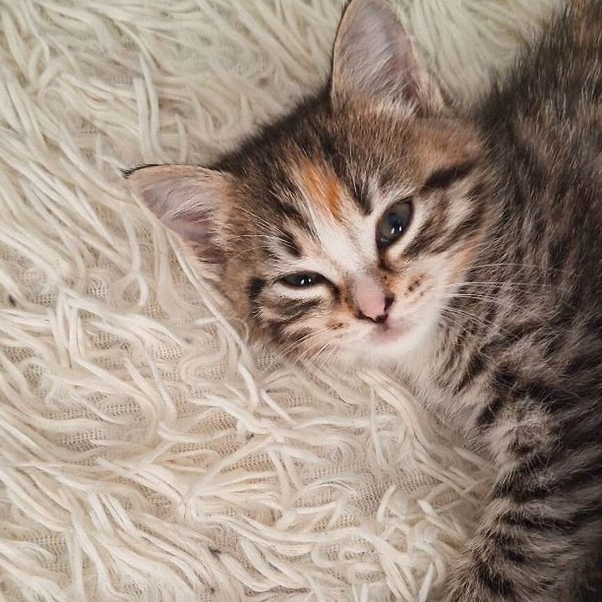 Подарю котят
