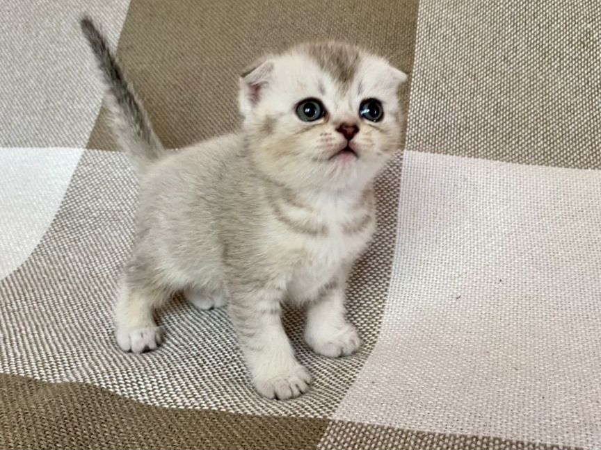 Котята серебристая шиншилла