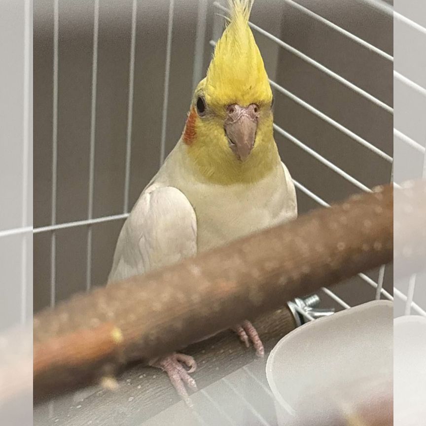 Попугай корелла лютино