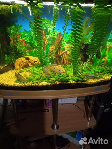 Аквариум с рыбками