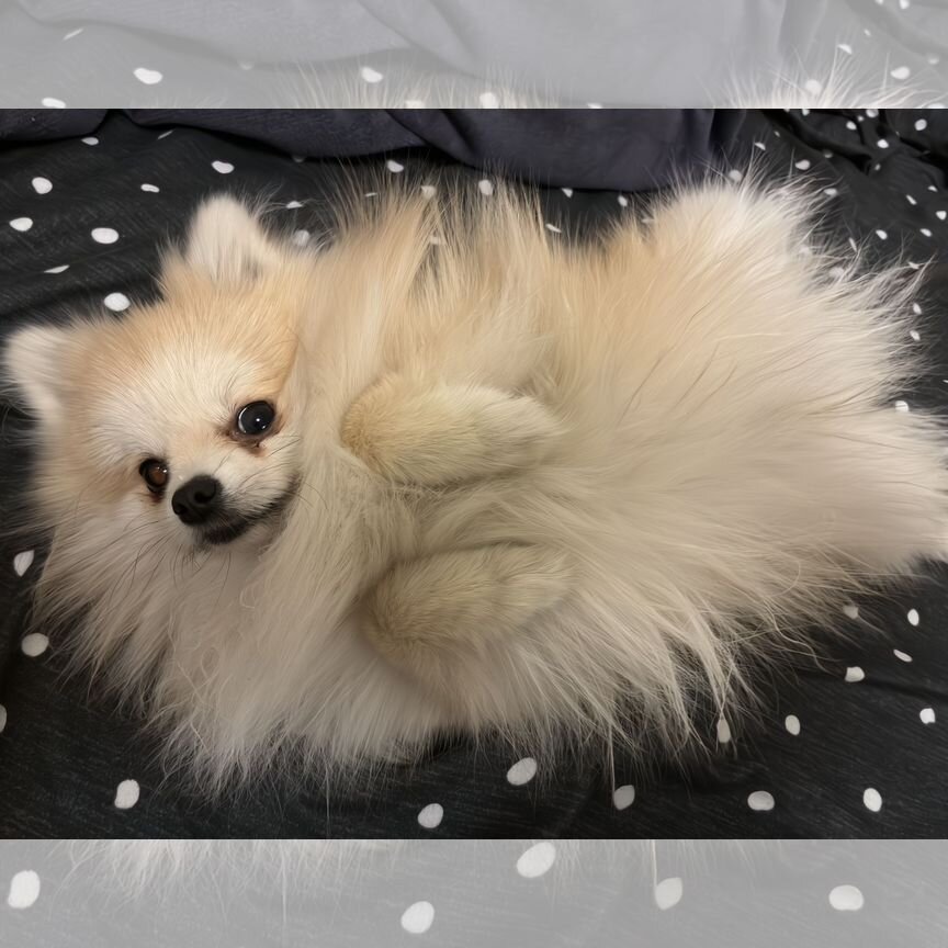 Померанский шпиц, щенок