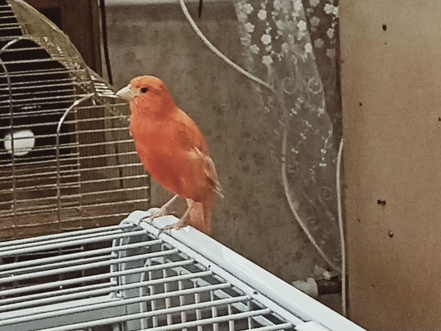 Продам канарейку