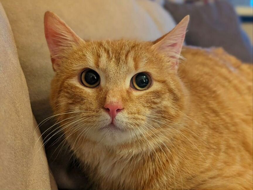 Котенок бесплатно, рыжий