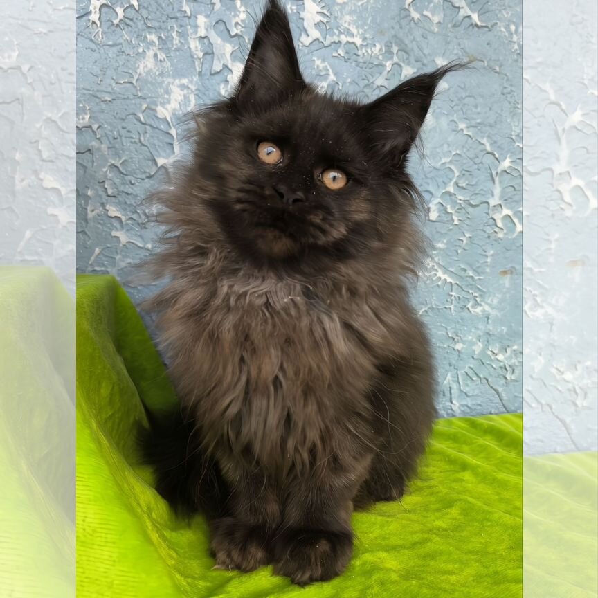 Мейн-кун котёнок