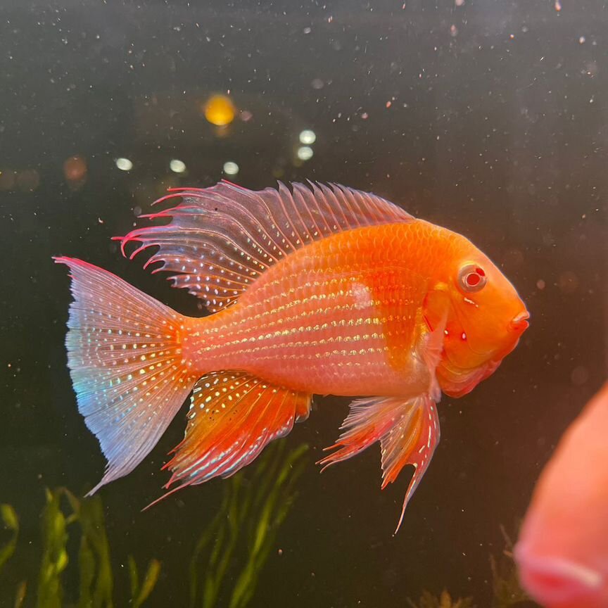 Геофагус Акарихтис Хеккеля альбино