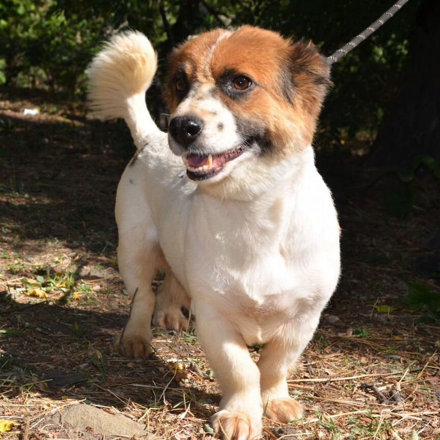 Собака мелкая в дар