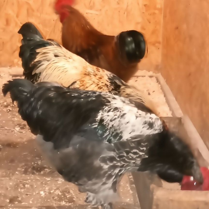 Молодые петухи домашние