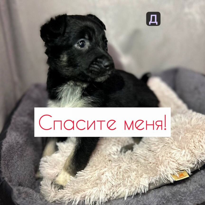 Щенки очень ищут дом