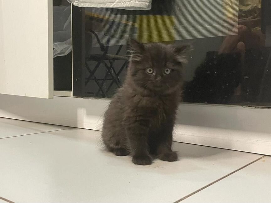 Британская кошка