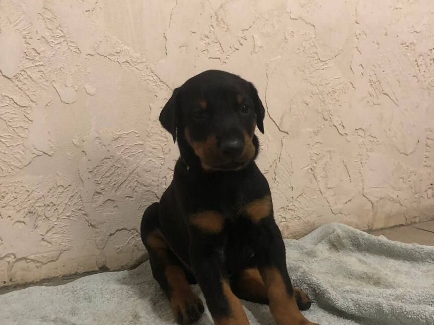 Щенки Доберман