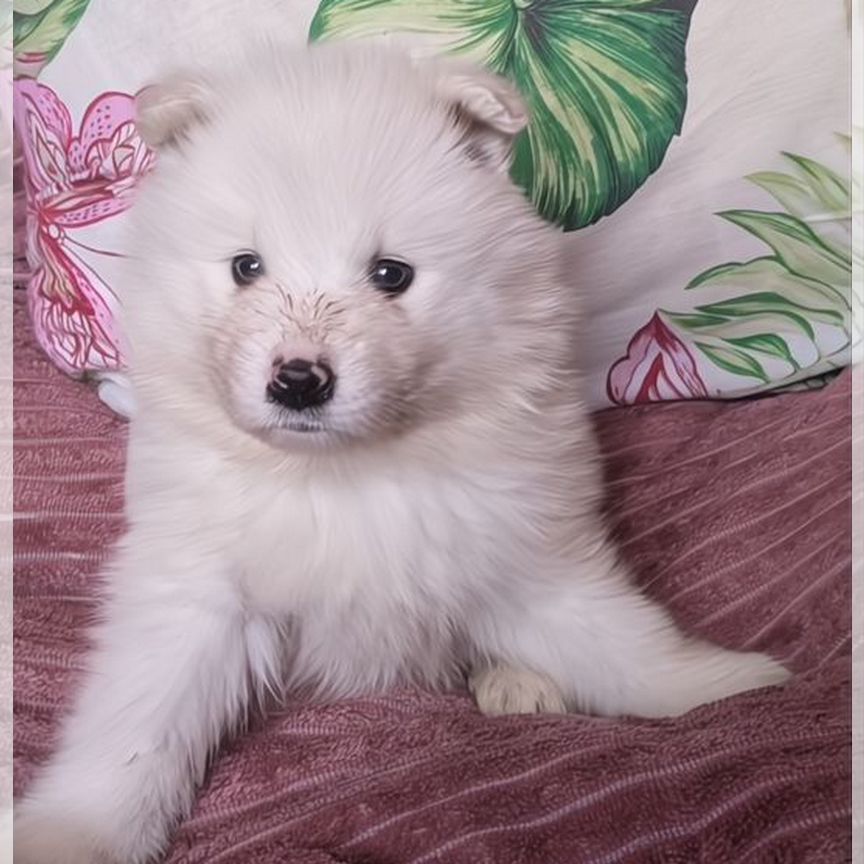 Самоедская собака, щенок