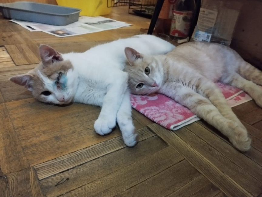 В добрые руки котики рыжие братик и сестричка