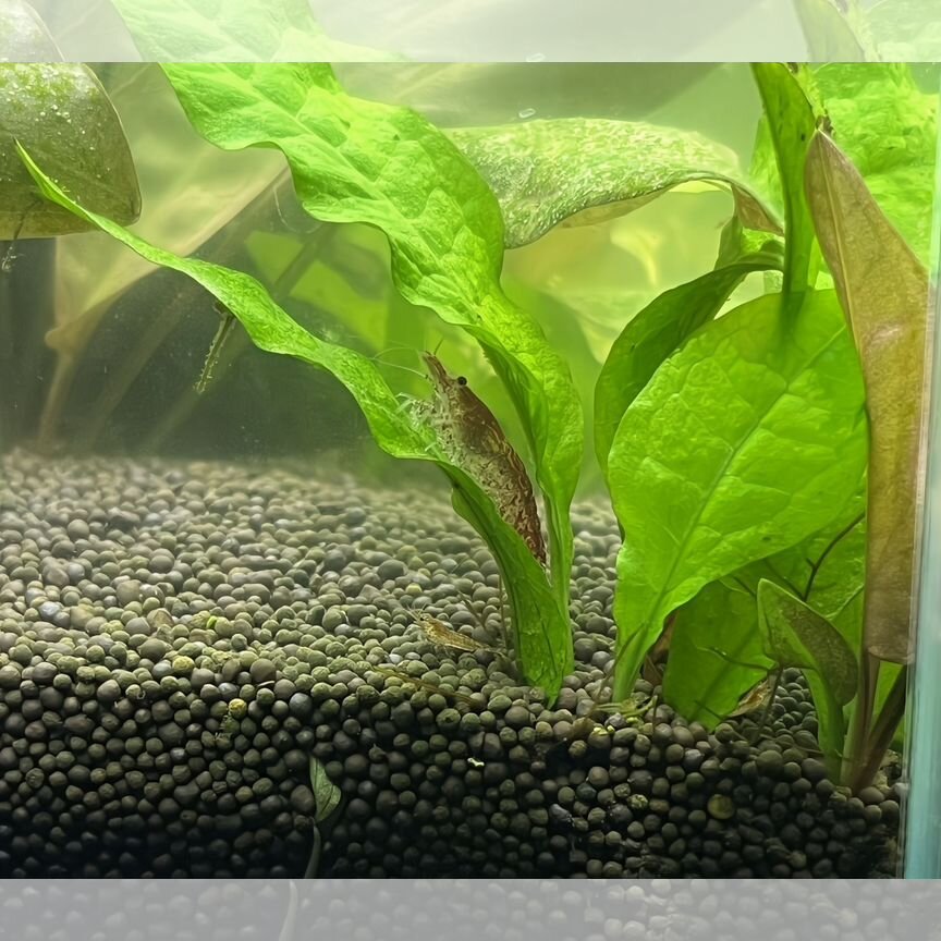 Креветки вишня