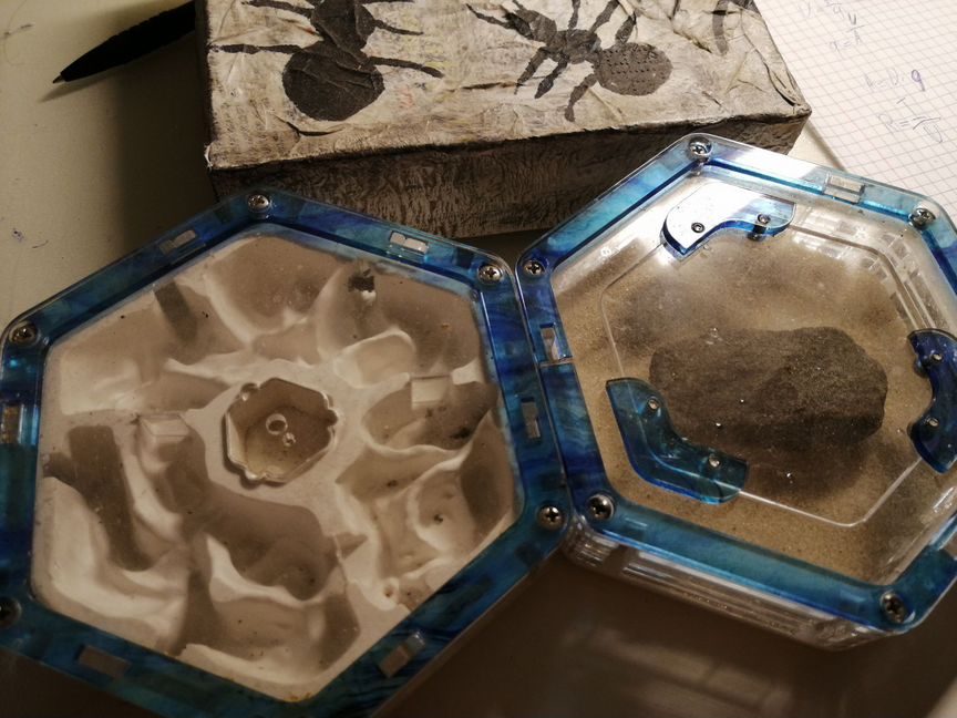 Формикарий для муравьев