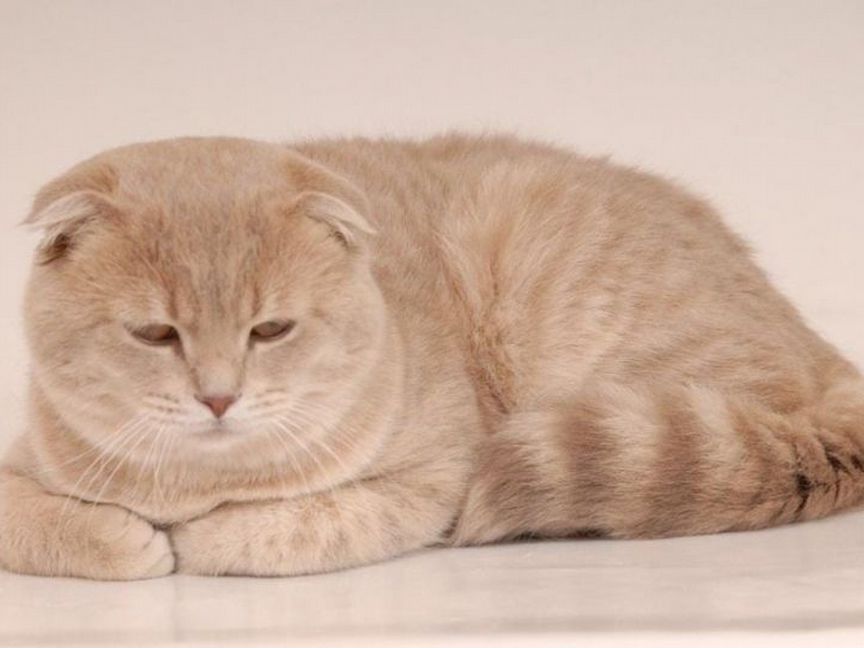 Вязка Шотландский скоттиш фолд