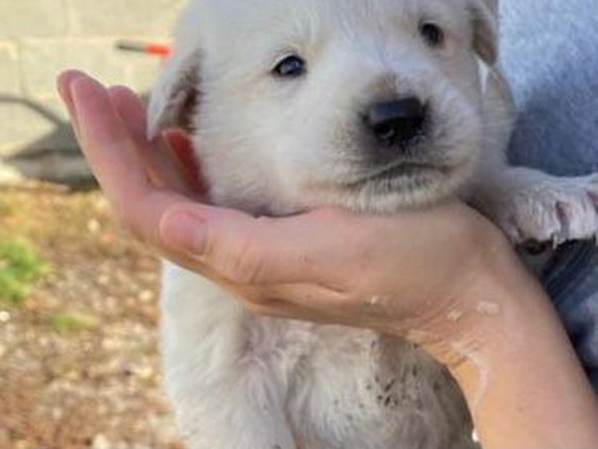 Щенок в добрые руки